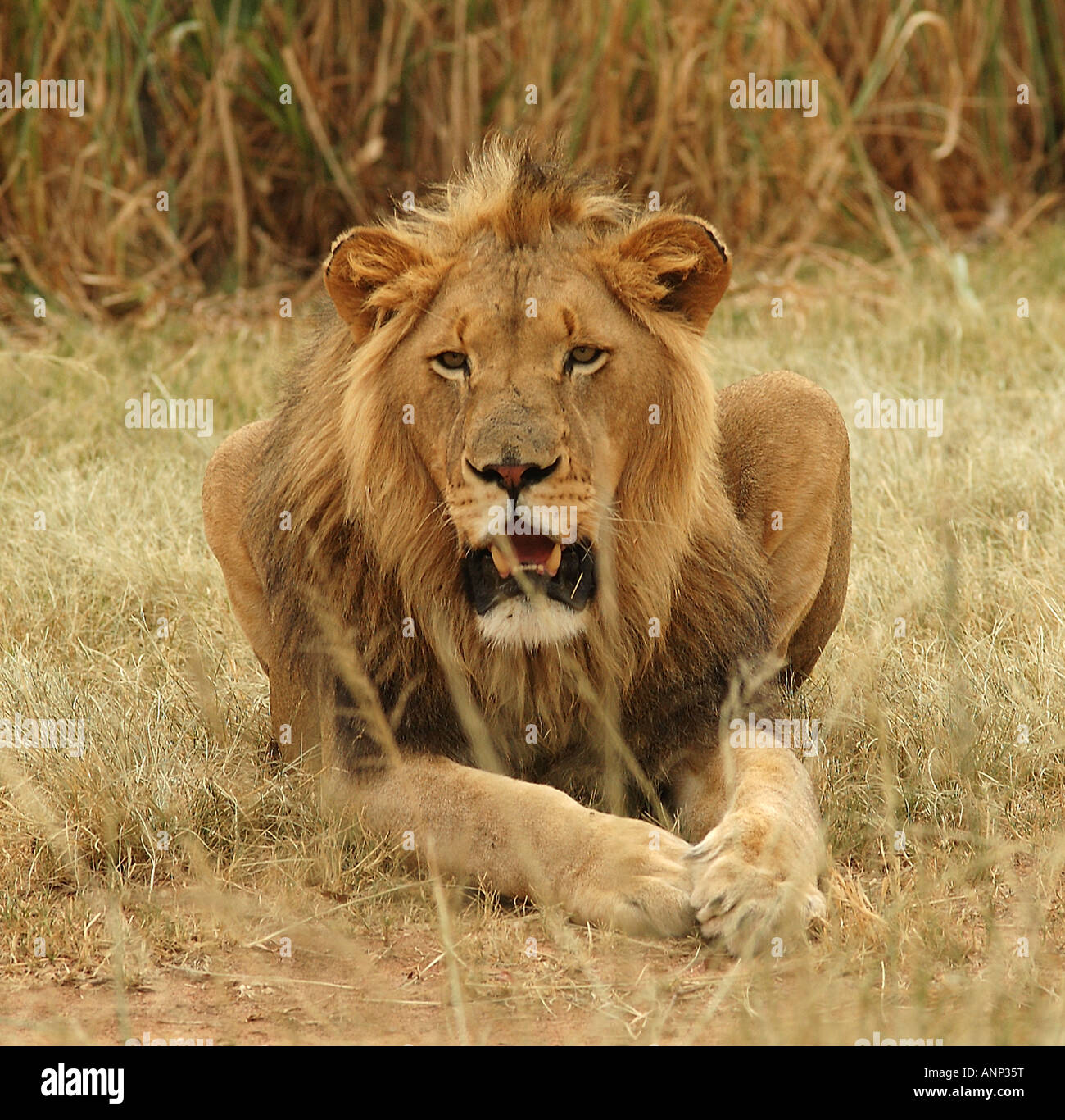 Crouching Lion Stock Photos & Crouching Lion Stock Images - Alamy