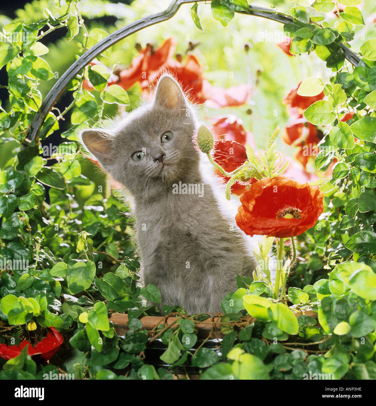 Cat between plants hi-res stock photography and images - Alamy
