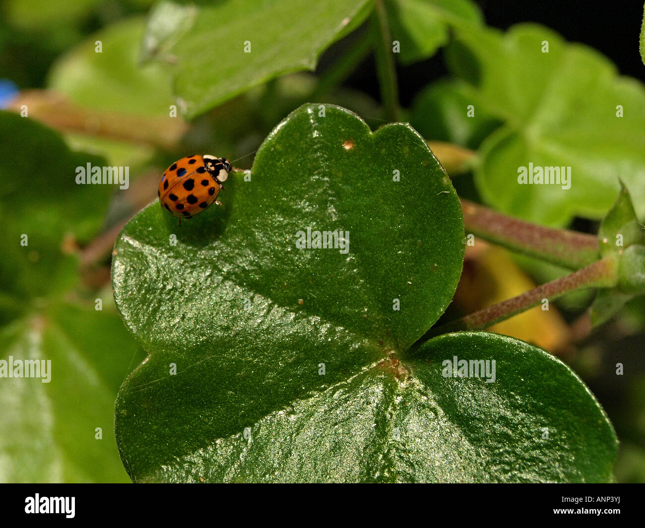 A ladybug crawling on a plant Stock Photo - Alamy