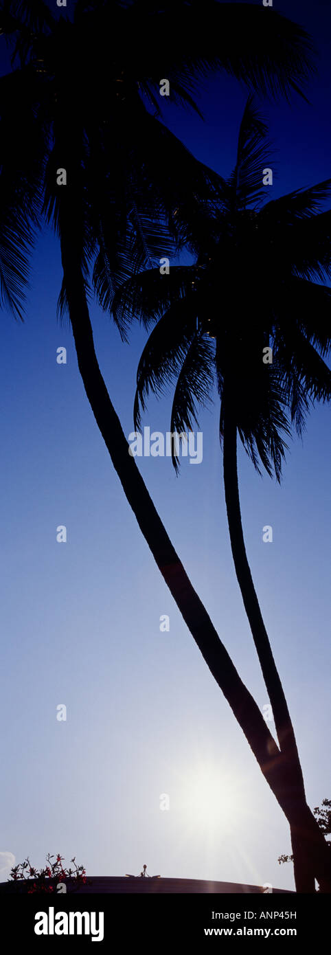 palm trees with blue sky Stock Photo - Alamy