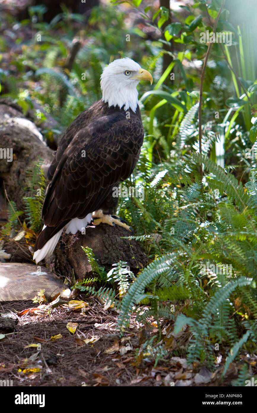 Bald Eagle Perch Stock Photo - Alamy