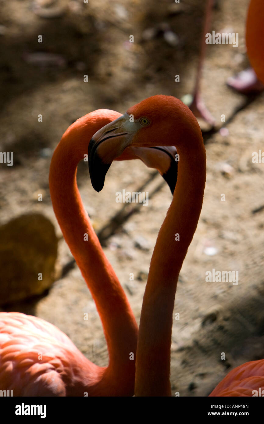 Flamingo love heart hi-res stock photography and images - Alamy