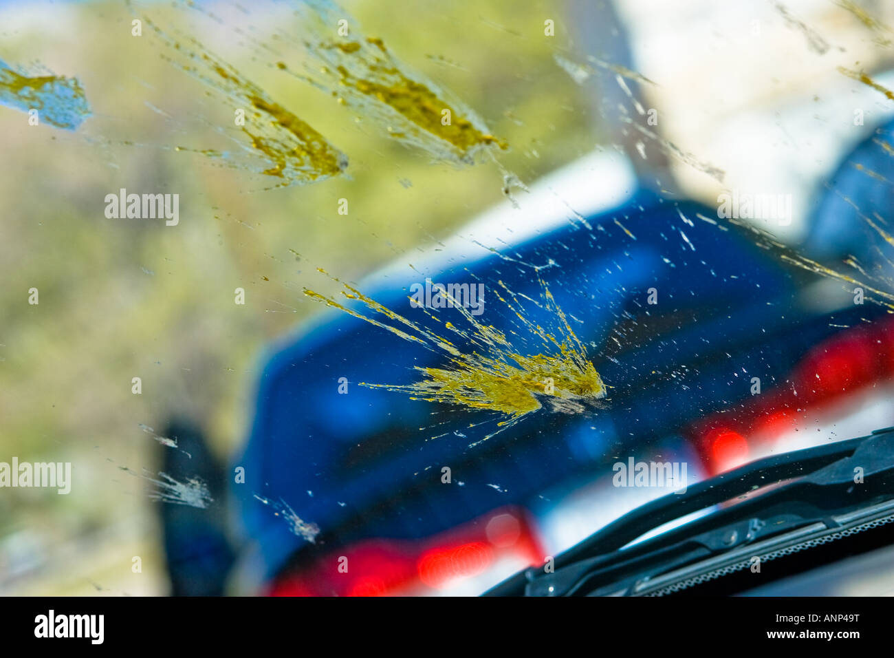 Dead bugs are splattered all over the windshield of a car during a road ...
