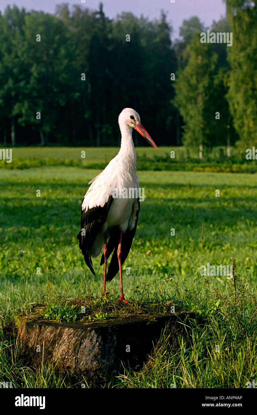 Stork standing on meadow hi-res stock photography and images - Alamy