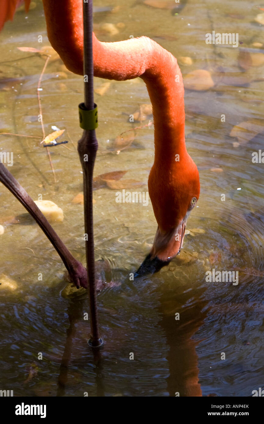 Flamingo fine art hi-res stock photography and images - Alamy