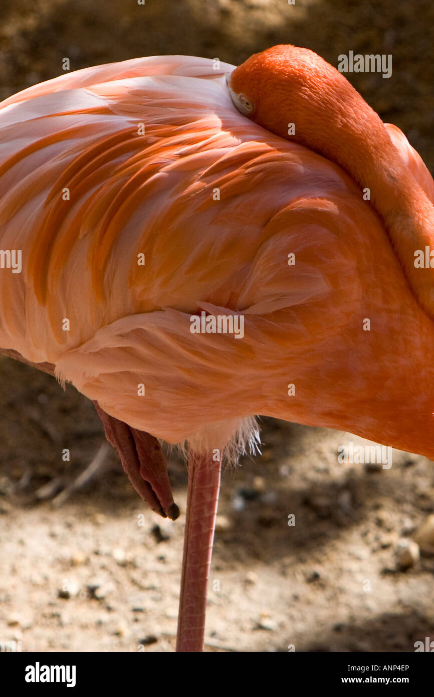 Flamingo fine art hi-res stock photography and images - Alamy
