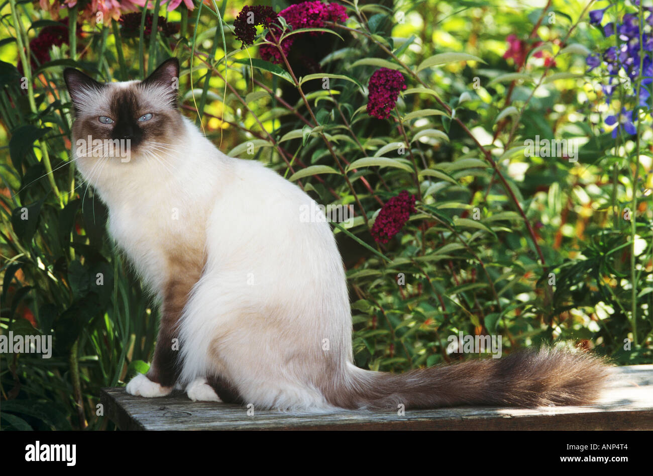 Sacred cat of Burma - sitting Stock Photo - Alamy