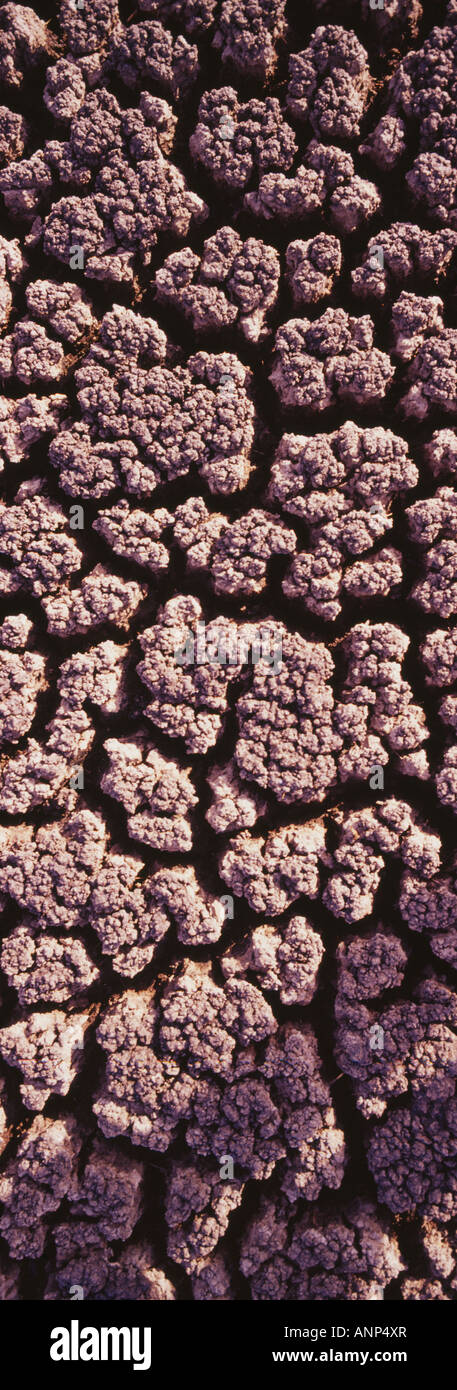 dry cracked river bed panoramic Stock Photo - Alamy