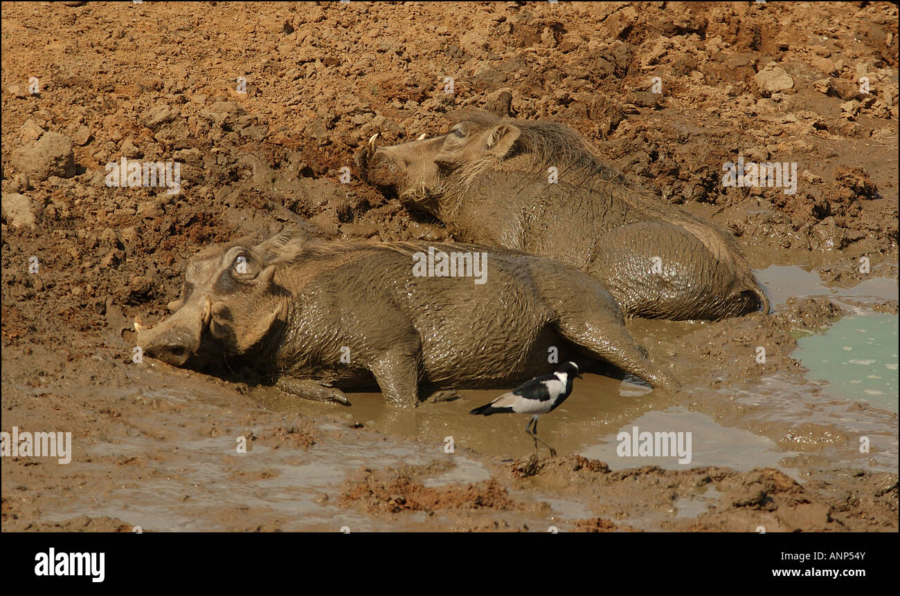 Two hogs hi-res stock photography and images - Alamy