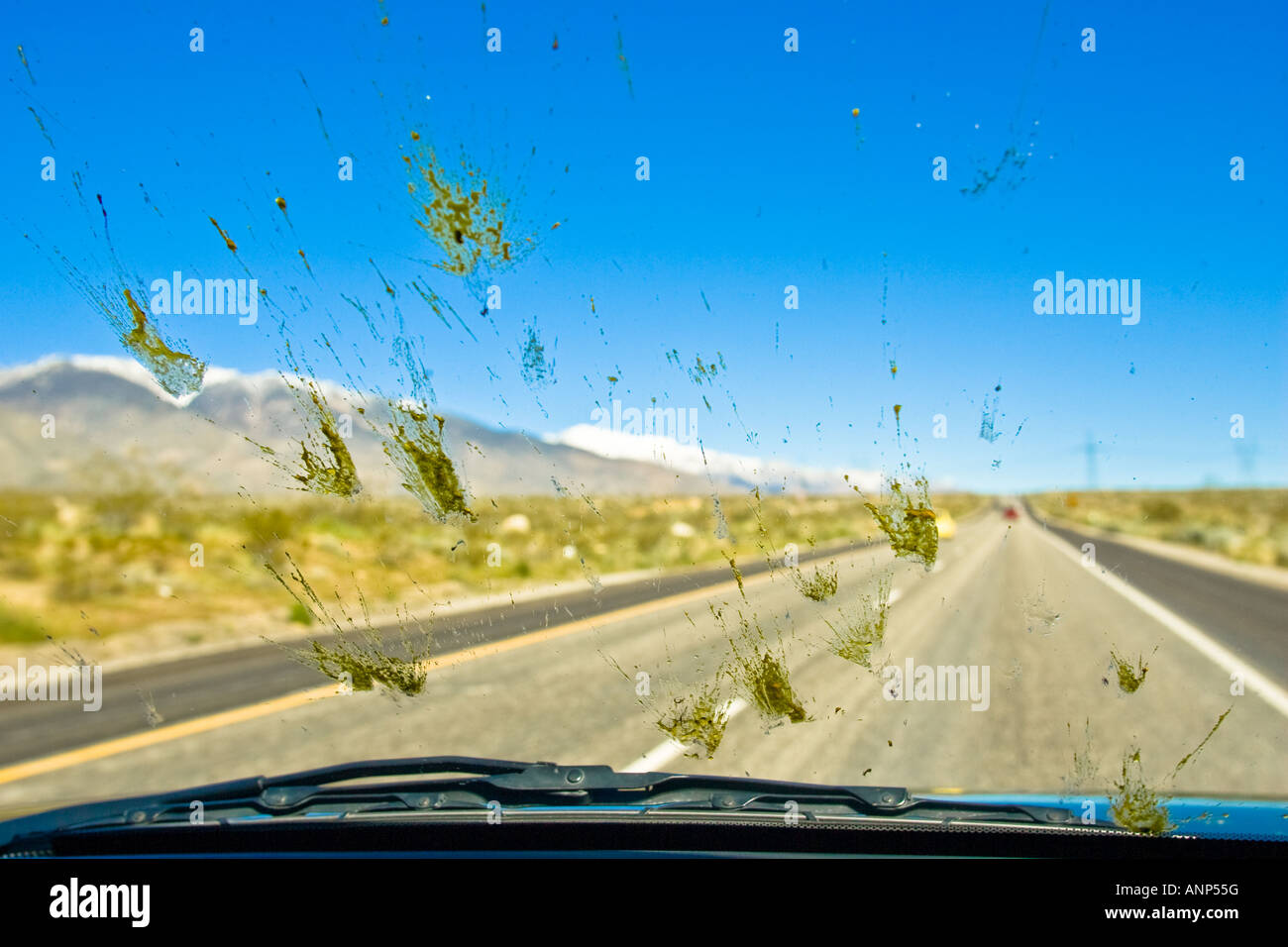 Dead bugs are splattered all over the windshield of a car during a road ...