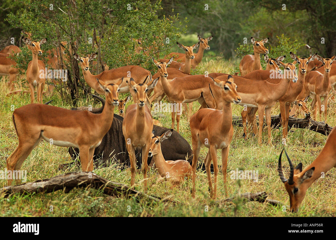 A herd of Impala in the Kruger National Park Stock Photo - Alamy