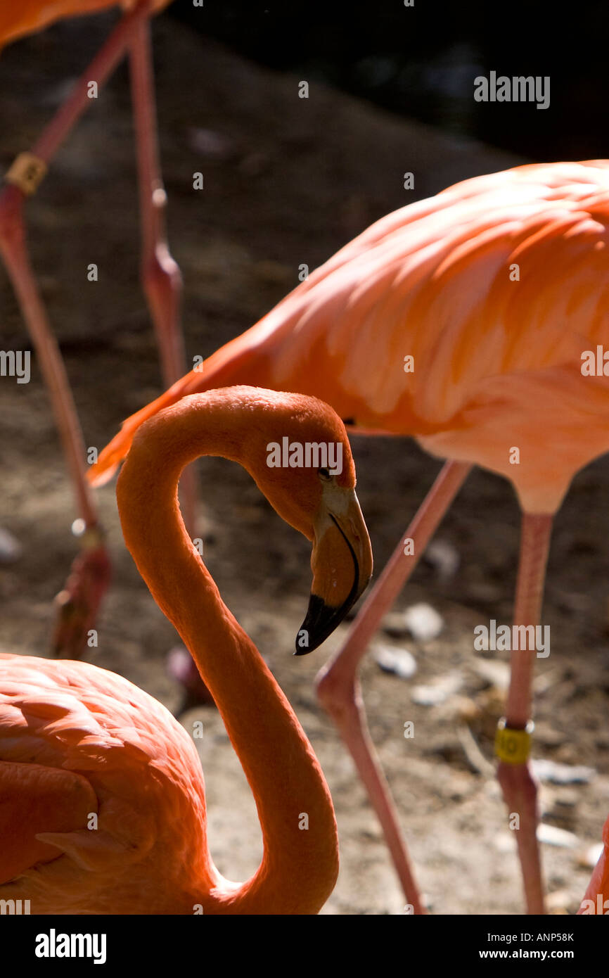 Flamingo fine art hi-res stock photography and images - Alamy