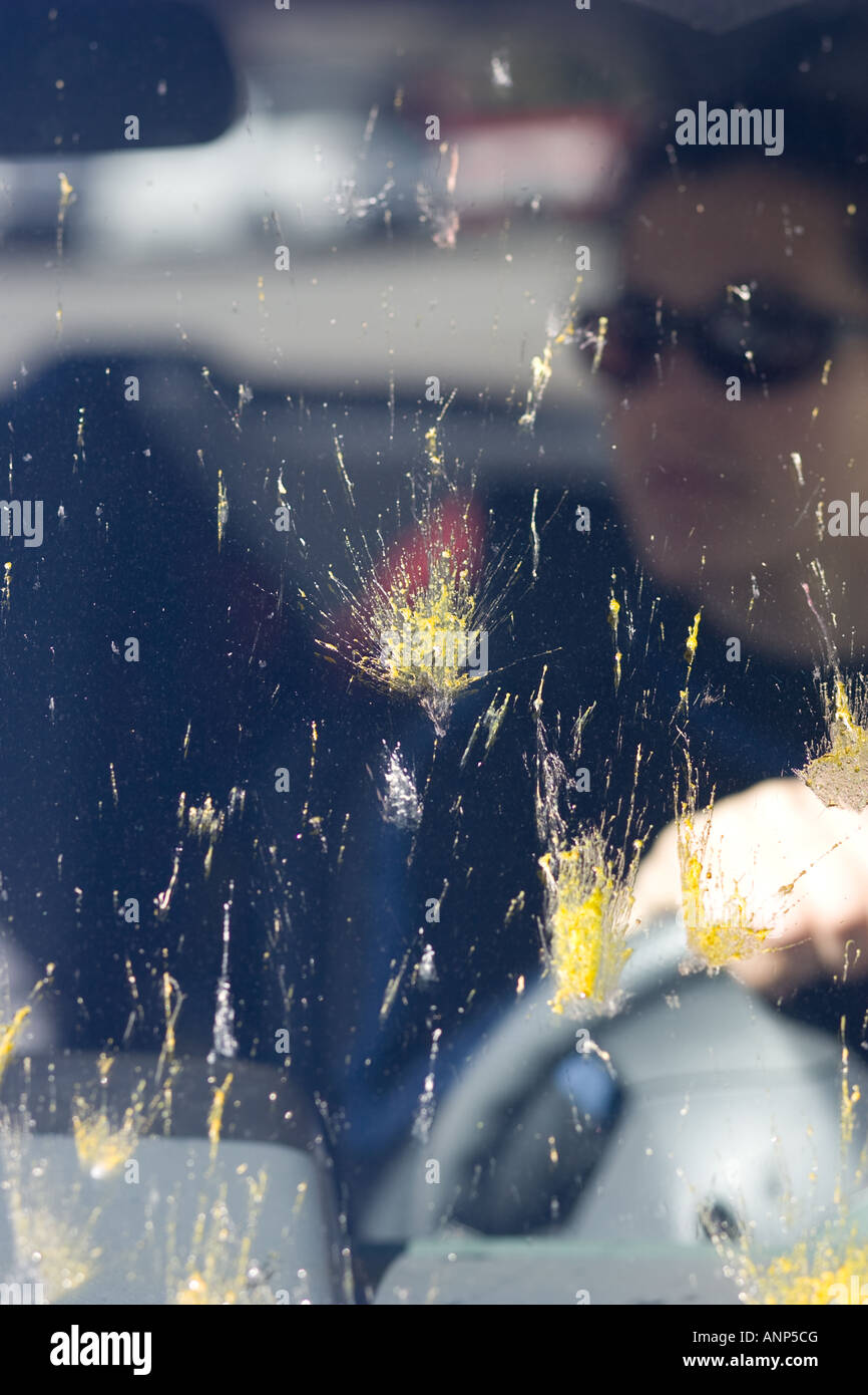 Dead bugs are splattered all over the windshield of a car during a road ...