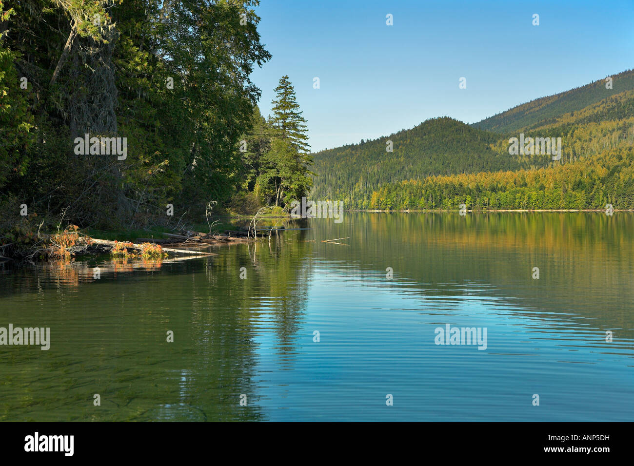 Pier lake forest shore hi-res stock photography and images - Alamy