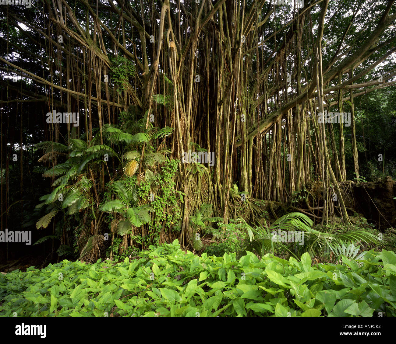 Exotic tree in a forest Stock Photo - Alamy