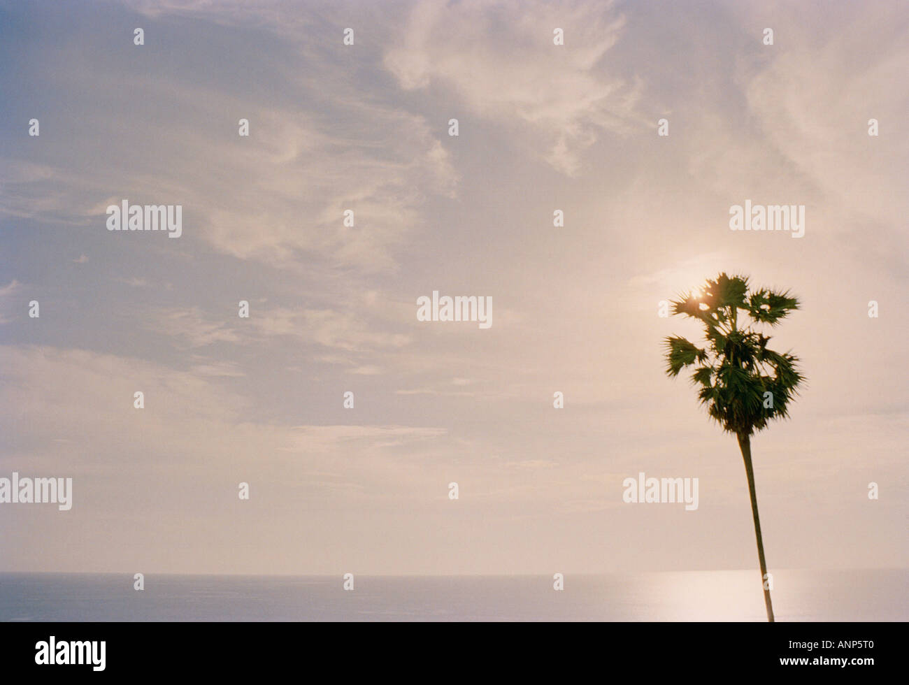 Tree sky and water Stock Photo - Alamy