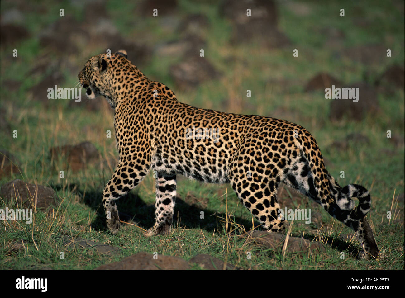 Walking leopard in profile hi-res stock photography and images - Alamy