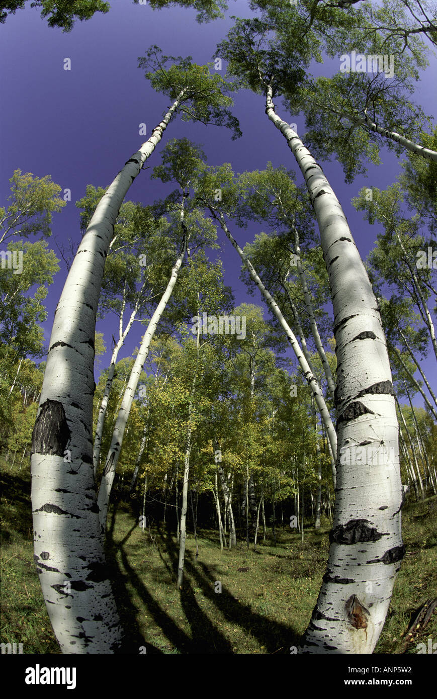 Low and wide angle view of trees in a forest Stock Photo - Alamy