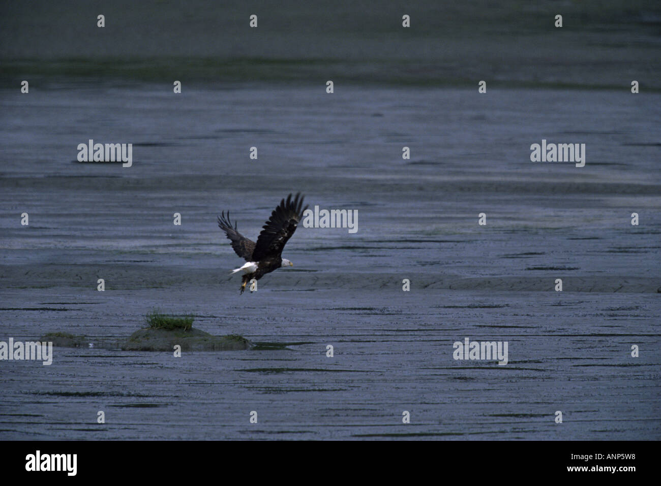 Bald eagle flying over water Stock Photo - Alamy