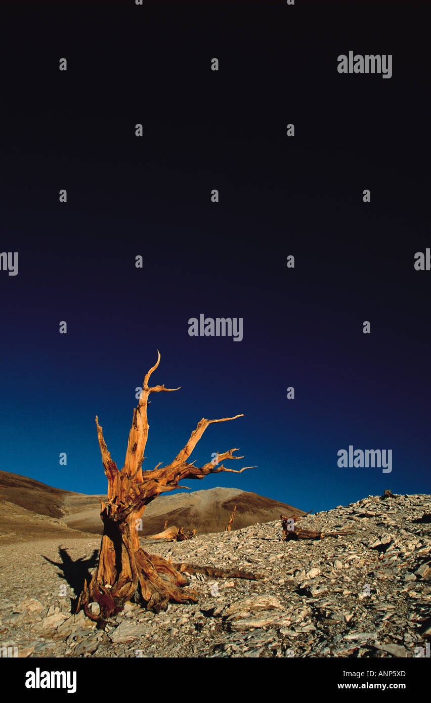 Dead tree in a desert Stock Photo - Alamy