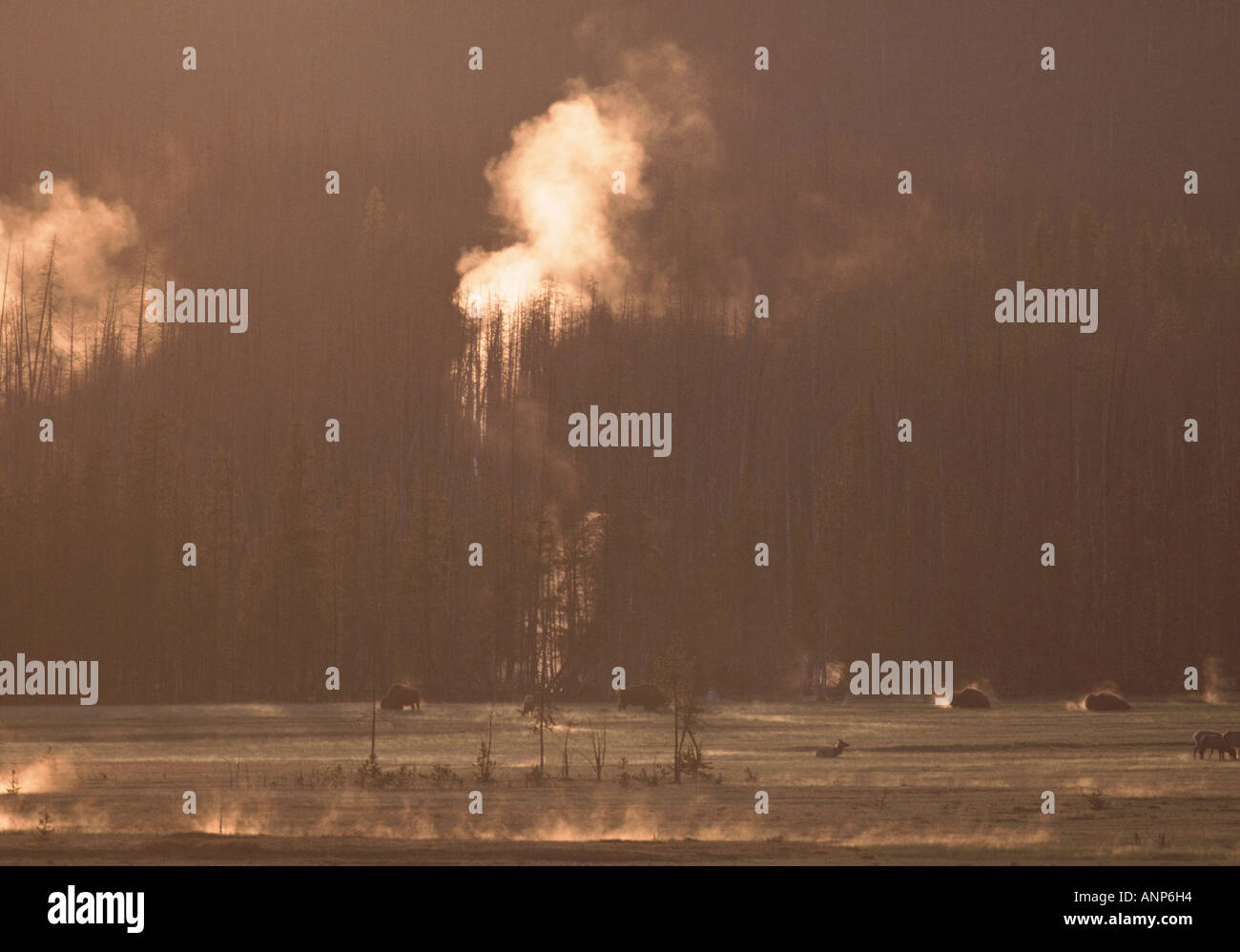 Smoke rising from a forest Stock Photo - Alamy
