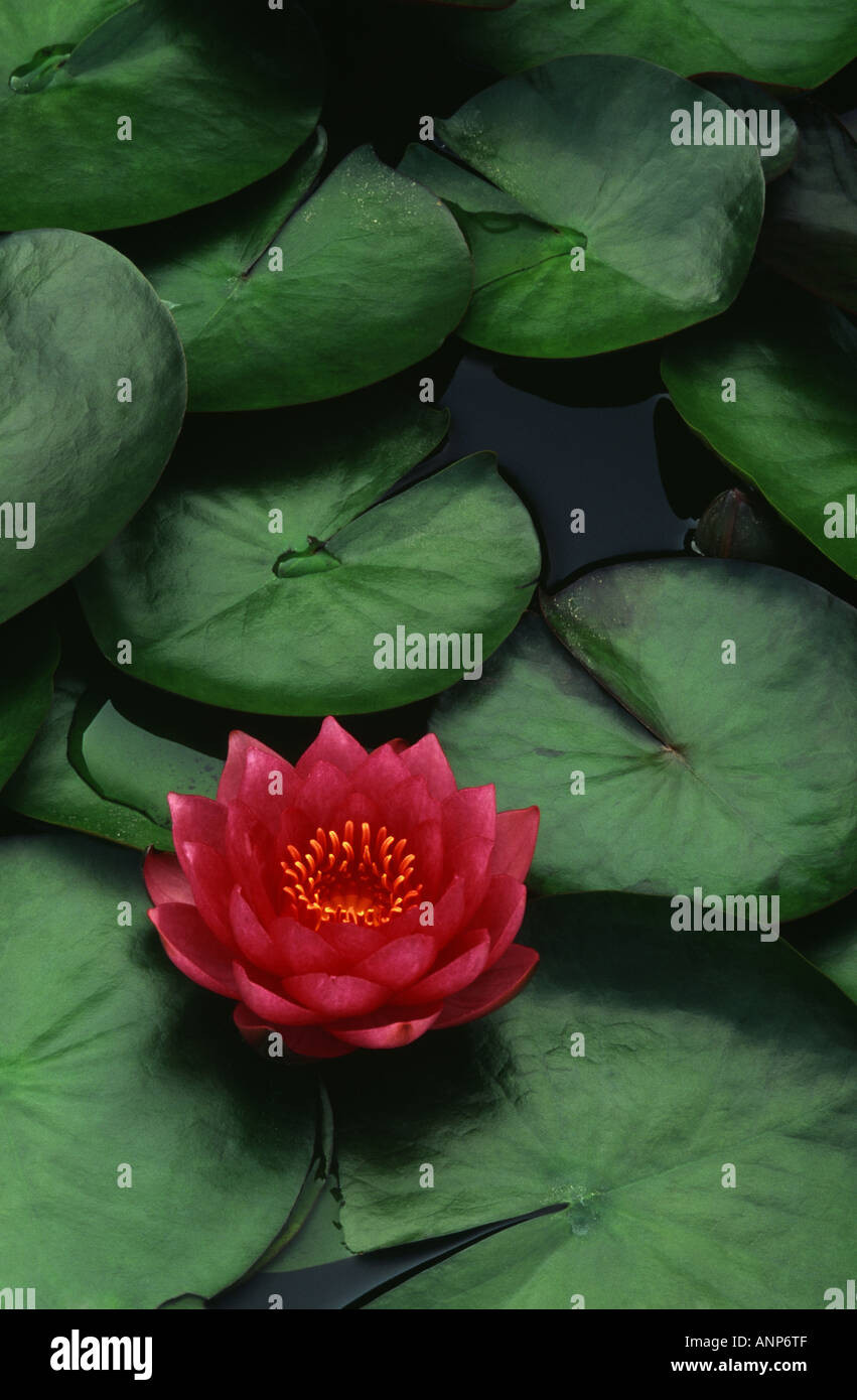 Red flower floating on lilypads Stock Photo - Alamy