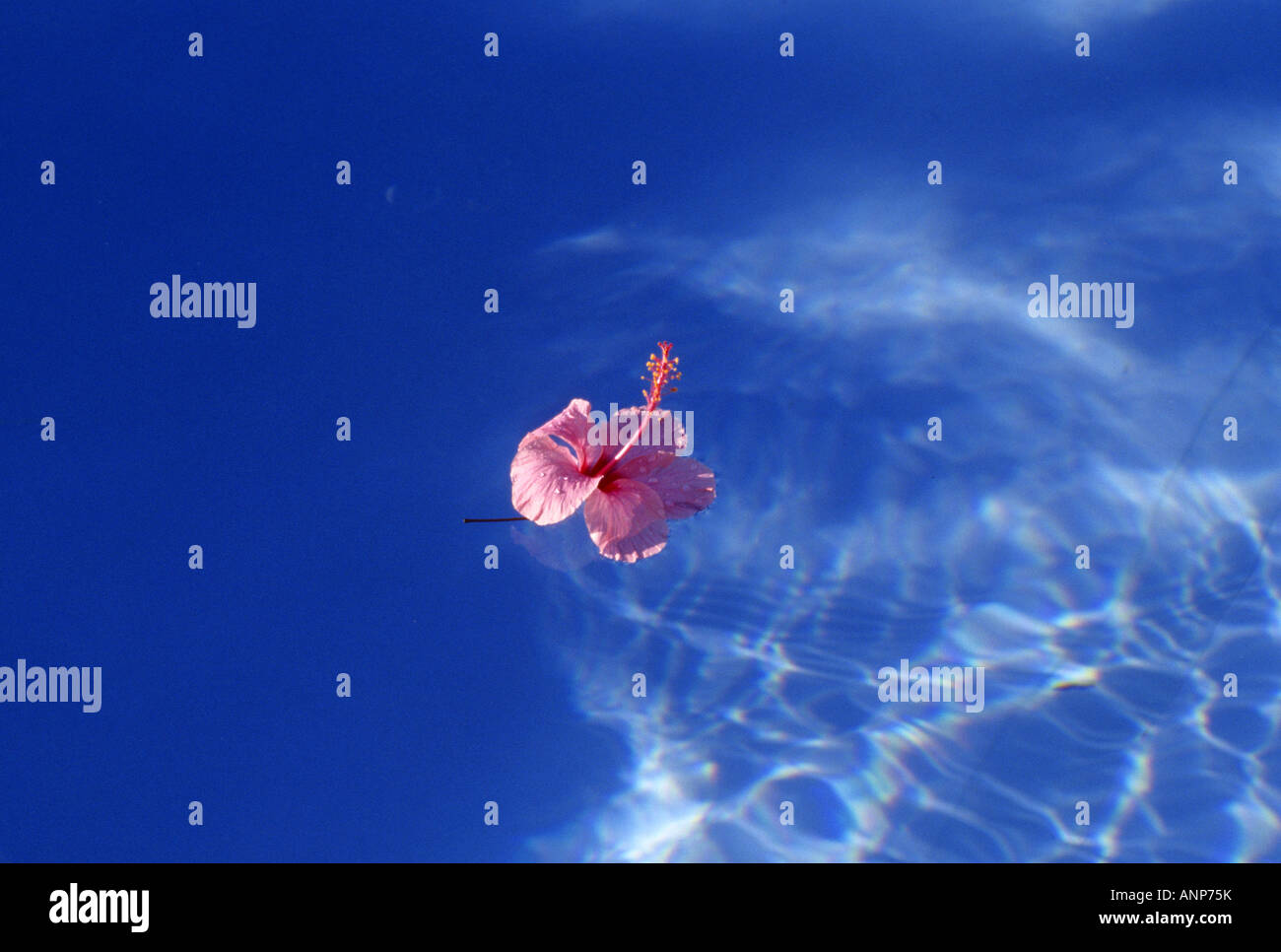 Tropical flowers floating on a swimming pool in a island of Rota ...