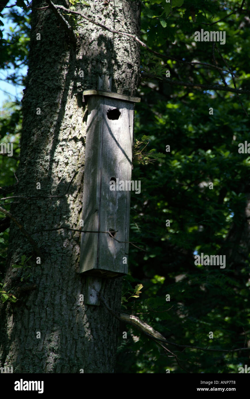 bird, box, nest, nesting, hole, tree, wood, nature, natural, habitat ...
