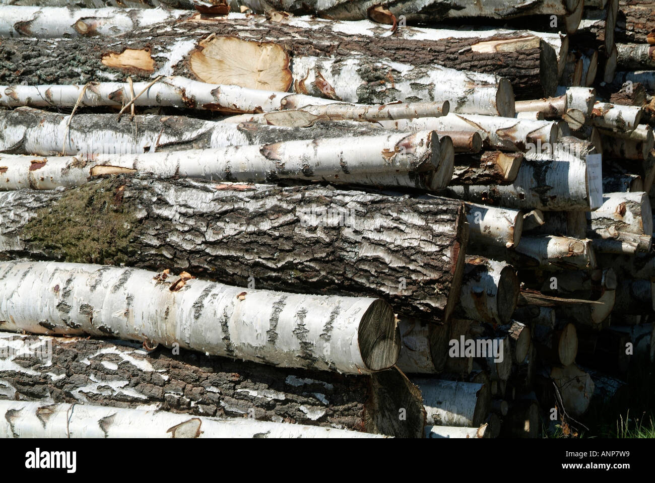 Silver timber hi-res stock photography and images - Alamy