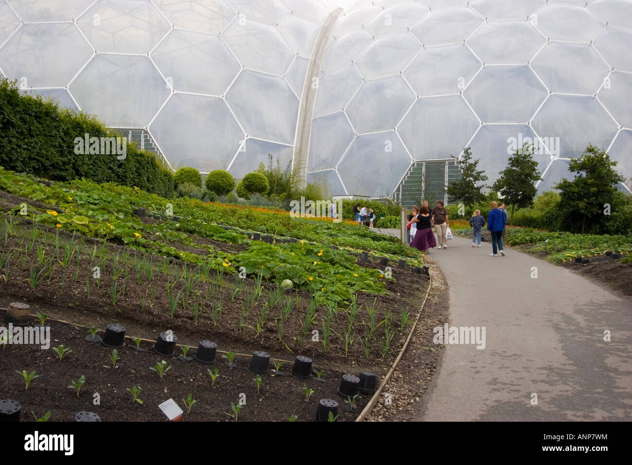 Eden project cornwall vegetables hi-res stock photography and images ...