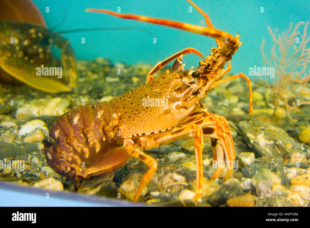 Crawfish in aquarium hi-res stock photography and images - Alamy