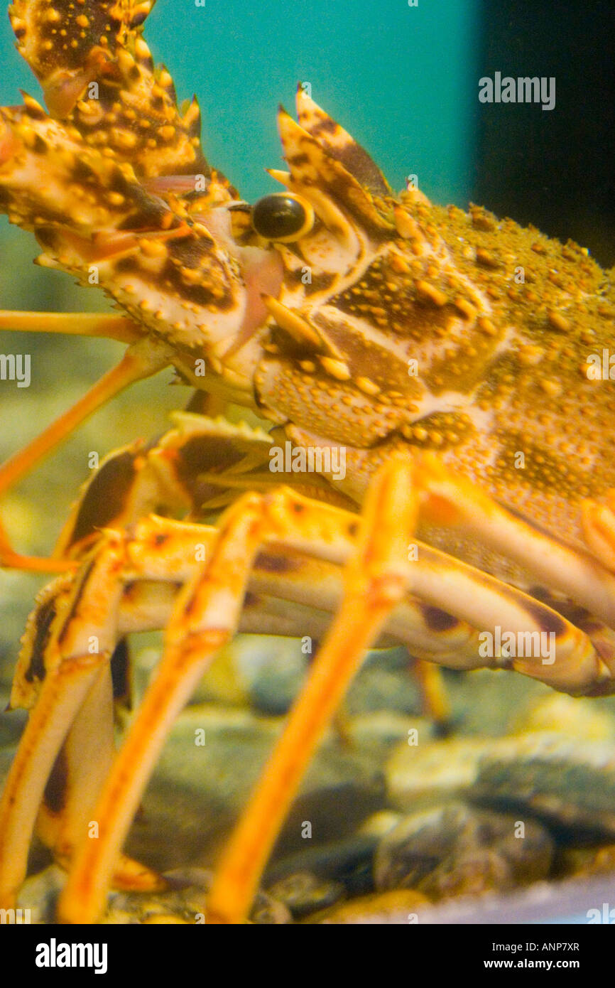 Crayfish marine tank aquarium hi-res stock photography and images - Alamy