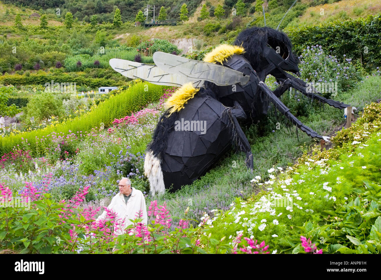 Giant bumble bee in the garden at the Eden Project in Cornwall Stock ...