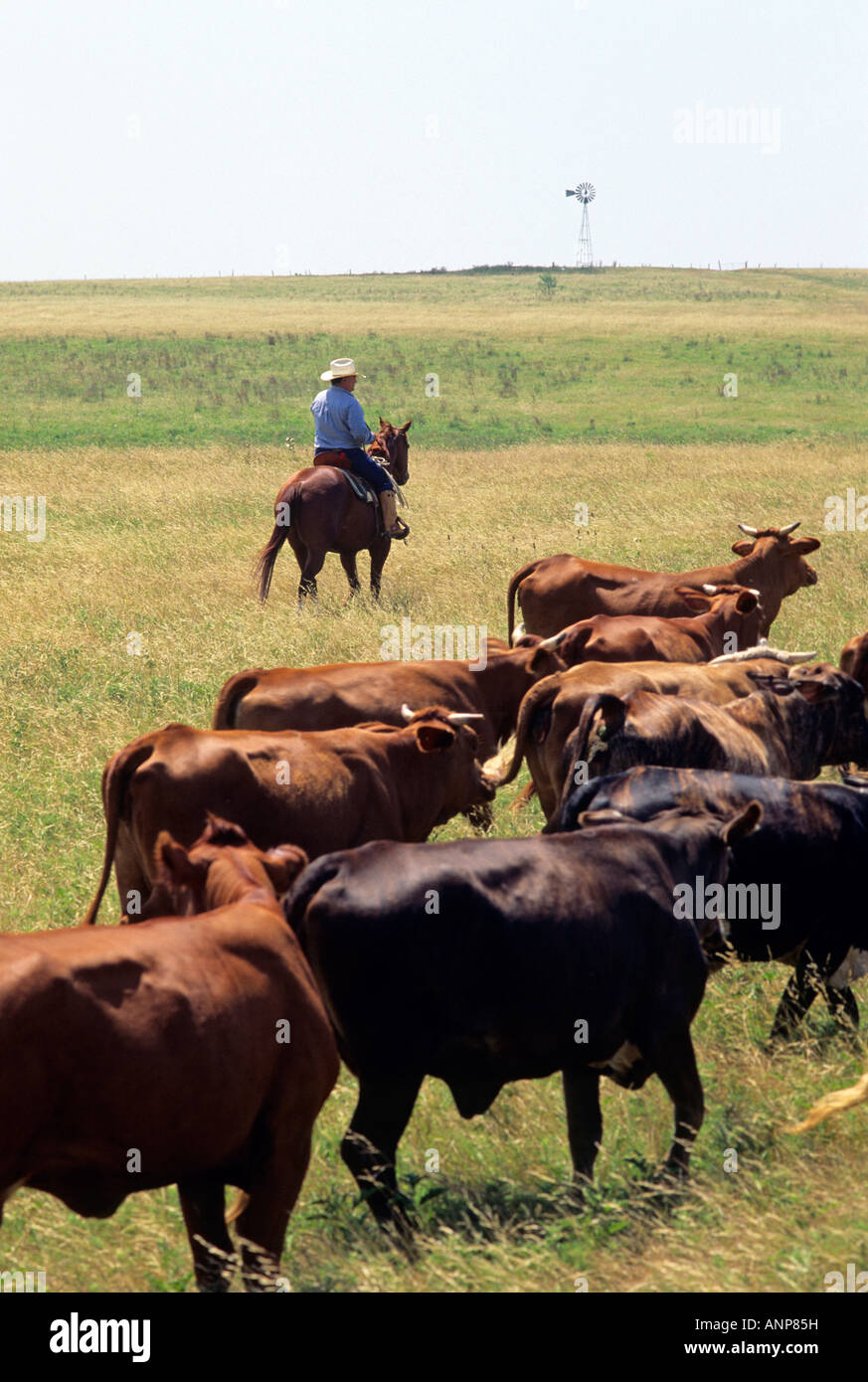 Rancher on horseback herding cattle north of Fort Worth Texas Stock ...