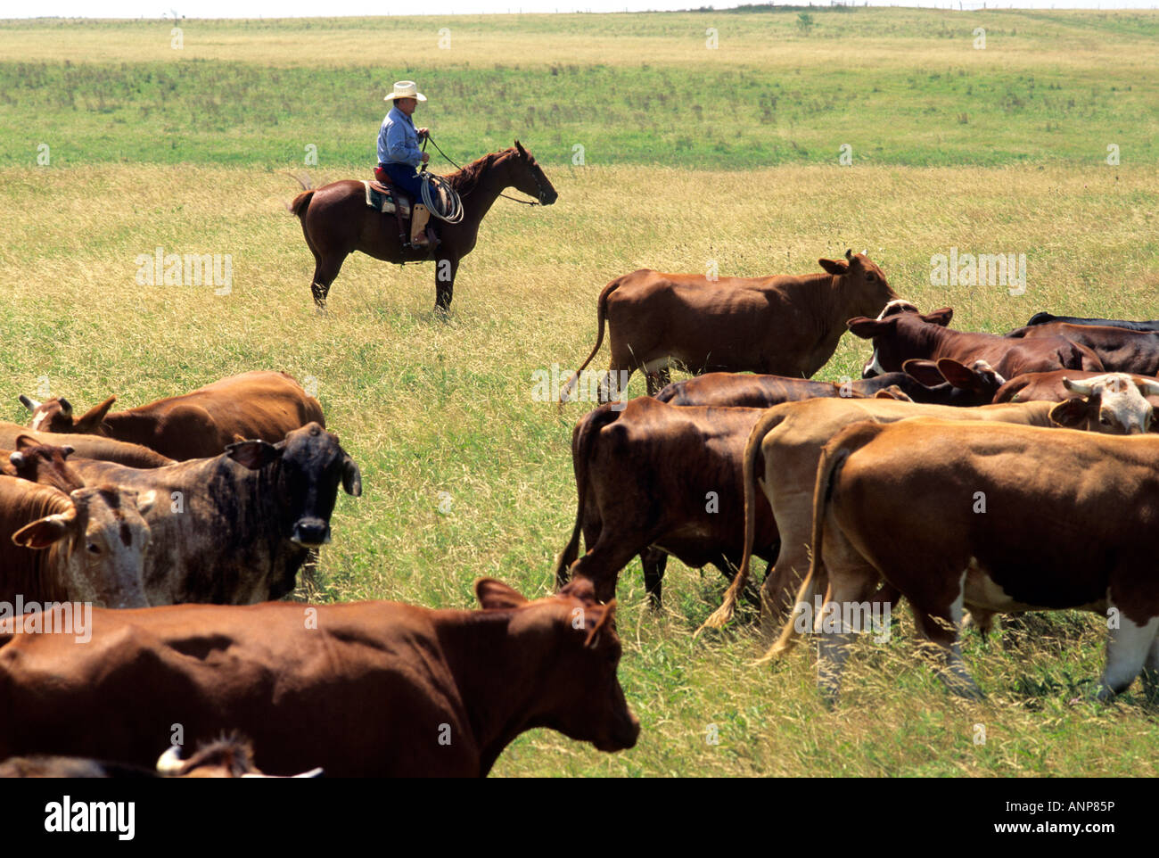 Rancher on horseback herding cattle north of Fort Worth Texas Stock ...