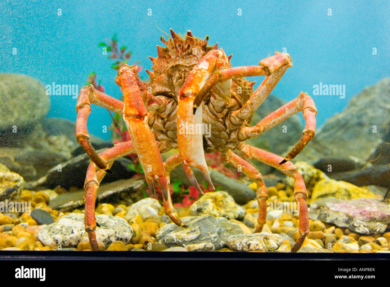 Saltwater Aquarium Crabs
