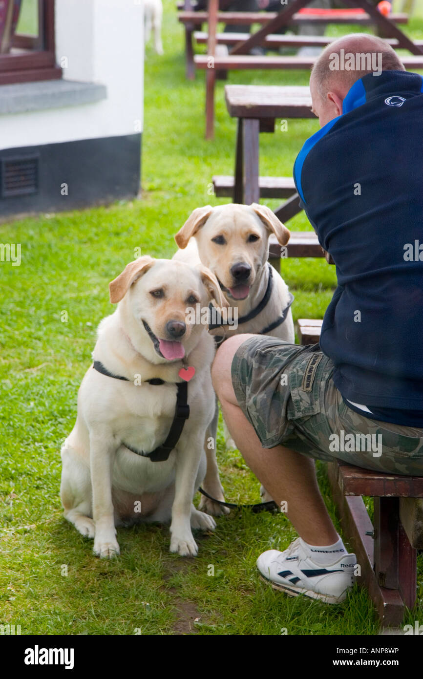Pair of labrador dogs with their owner Stock Photo - Alamy
