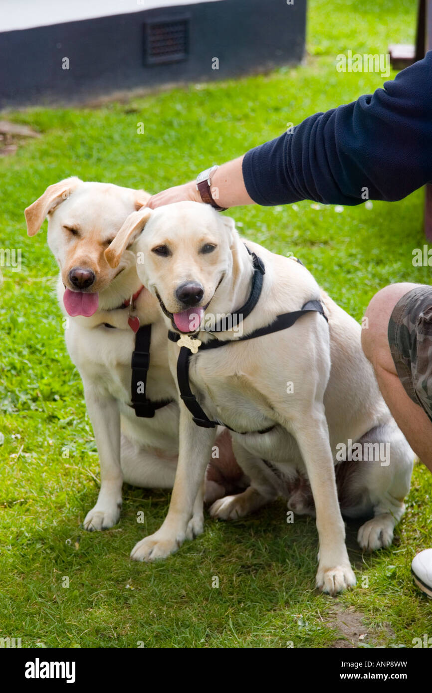 Pair of labrador dogs with their owner Stock Photo - Alamy
