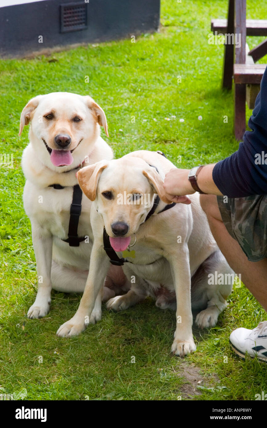 Pair of labrador dogs with their owner Stock Photo - Alamy