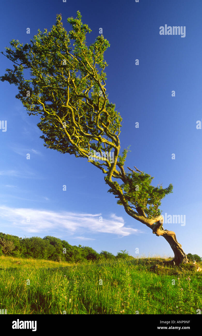 Wind sculptured tree hi-res stock photography and images - Alamy