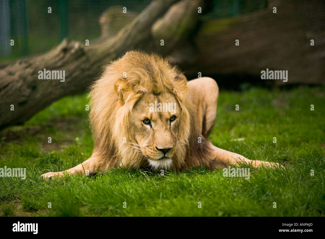 Lion Crouching in Grass Stock Photo - Alamy
