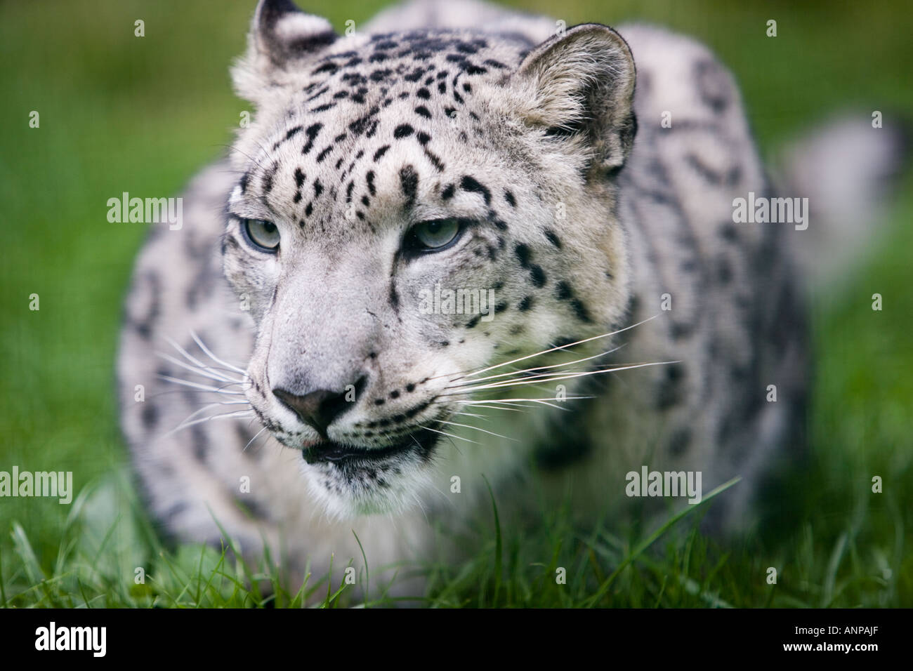 Snow Leopard Crouching Stock Photo - Alamy