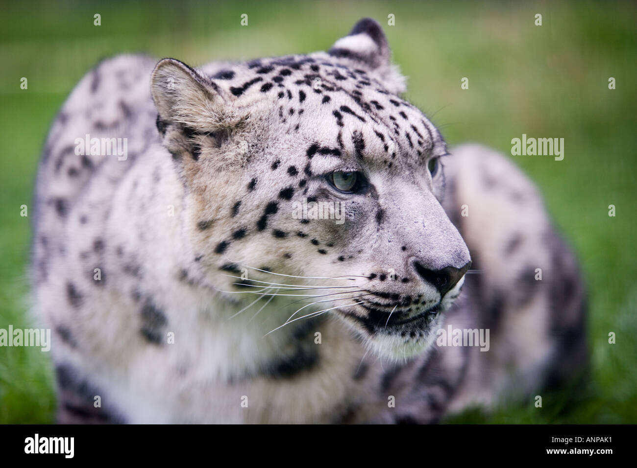 Snow Leopard Crouching Stock Photo - Alamy