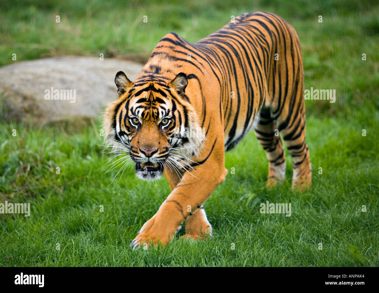 Trapped tiger hi-res stock photography and images - Alamy