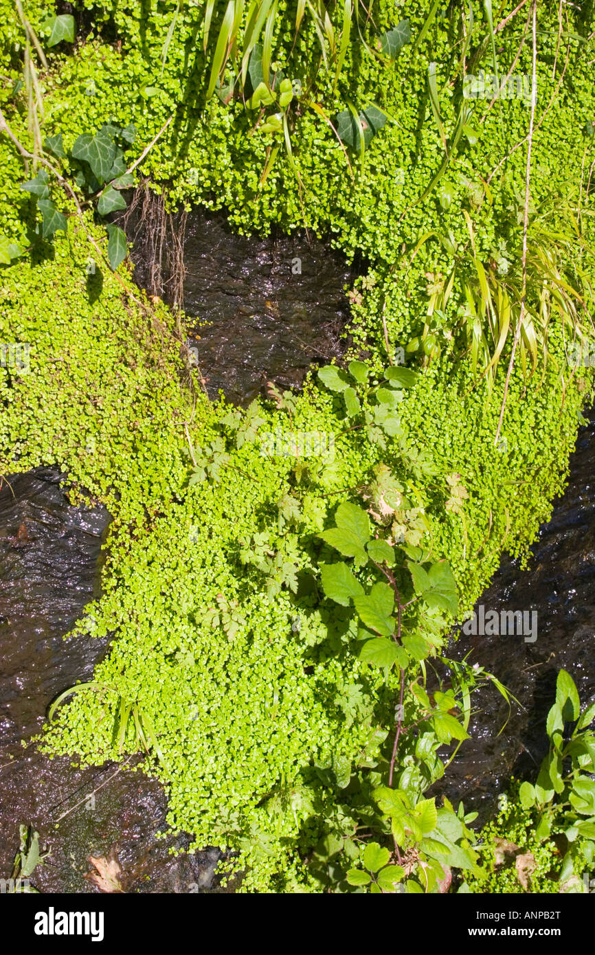 Plants on the rock hi-res stock photography and images - Alamy