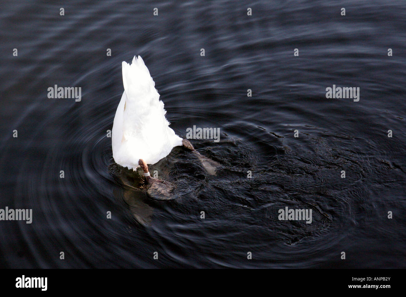 Duck upside down in the water Stock Photo - Alamy
