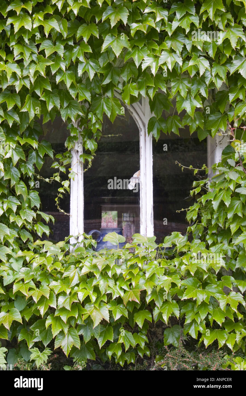 Window surrounded by ivy Stock Photo - Alamy