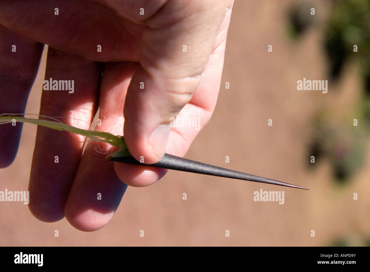 The sharp point of an Agave plant being used as a needle near ...