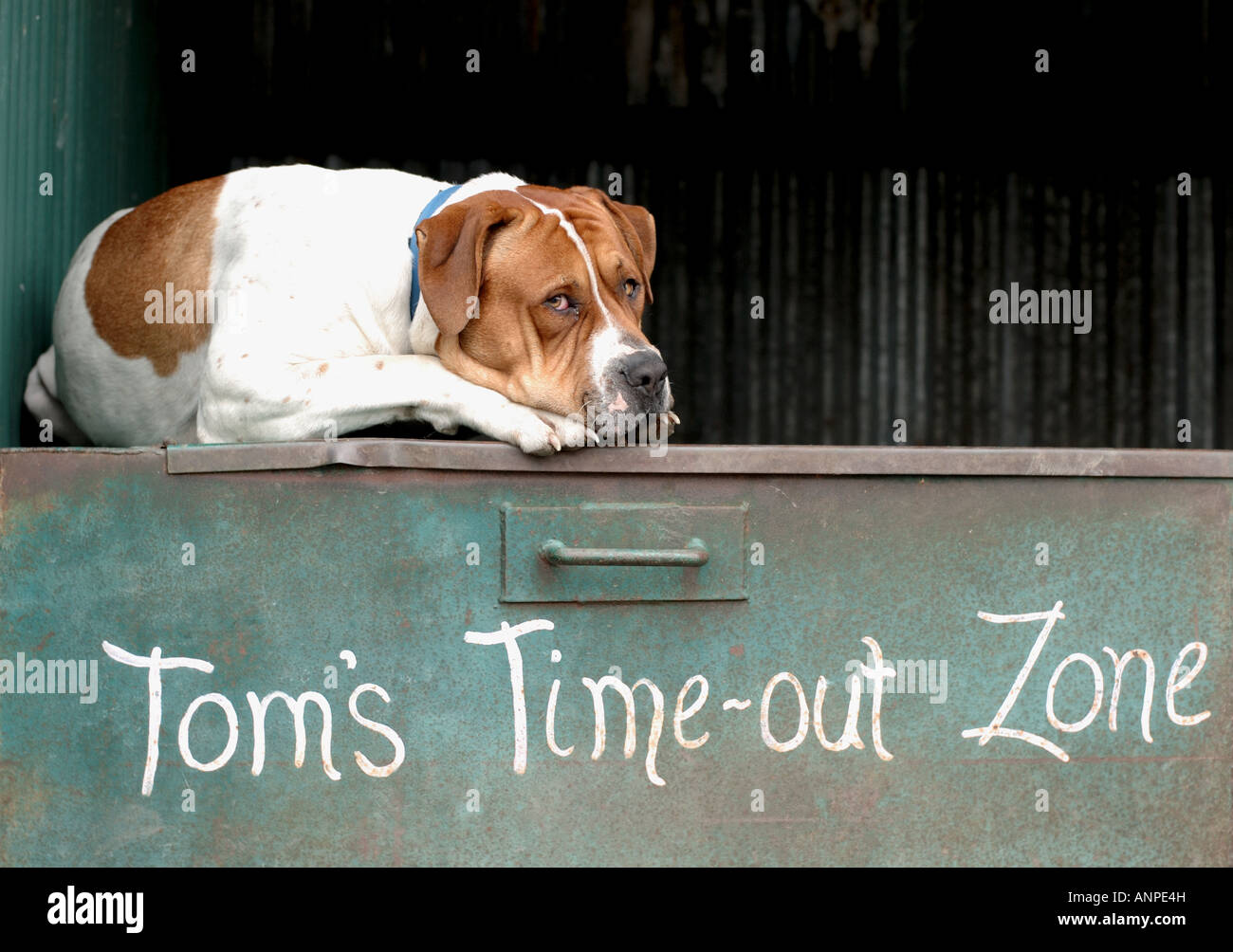 A Dog Resting Stock Photo - Alamy