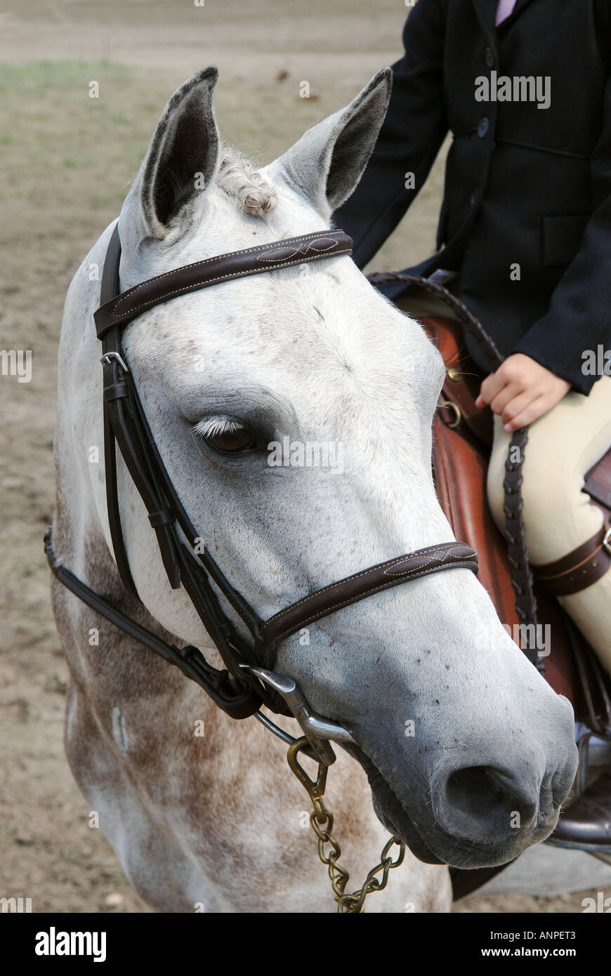 Gray dapple pony ready to show Stock Photo - Alamy
